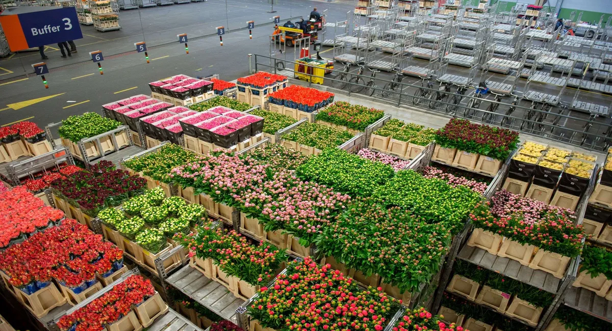 Perishables logistics for flowers and plants offers optimal vase life